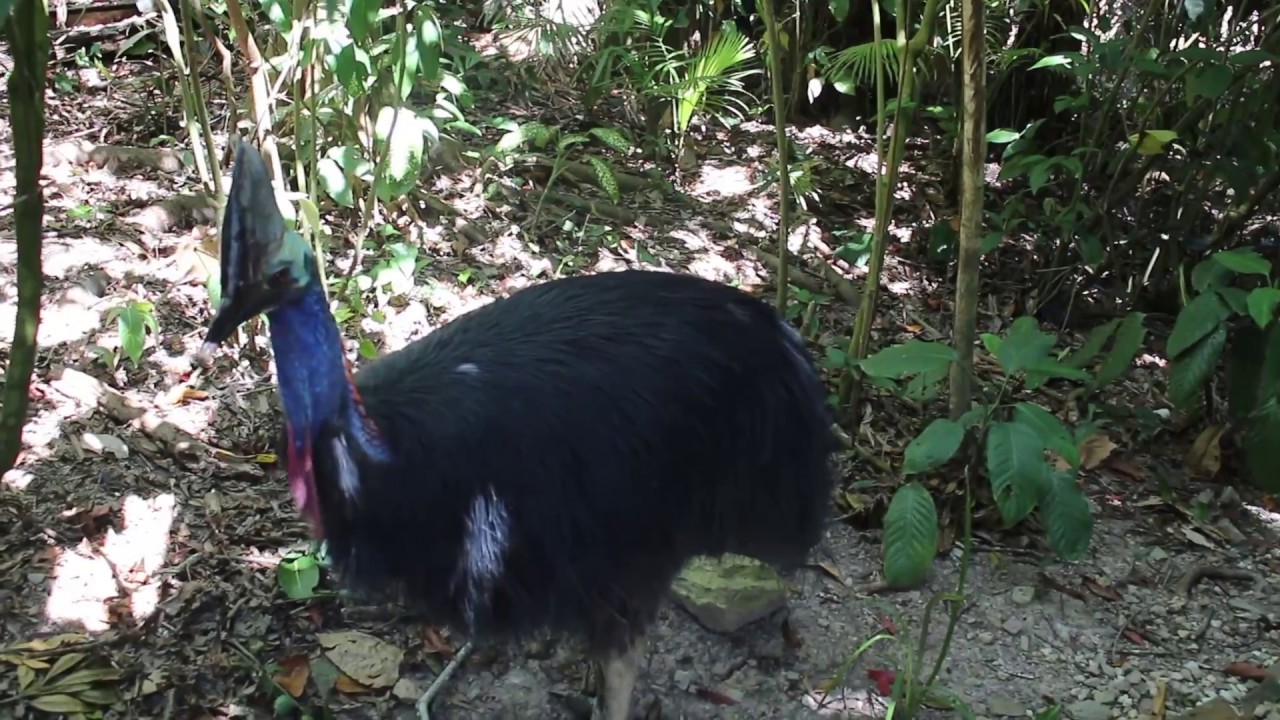 One rare tropical bird photobombs another! - YouTube