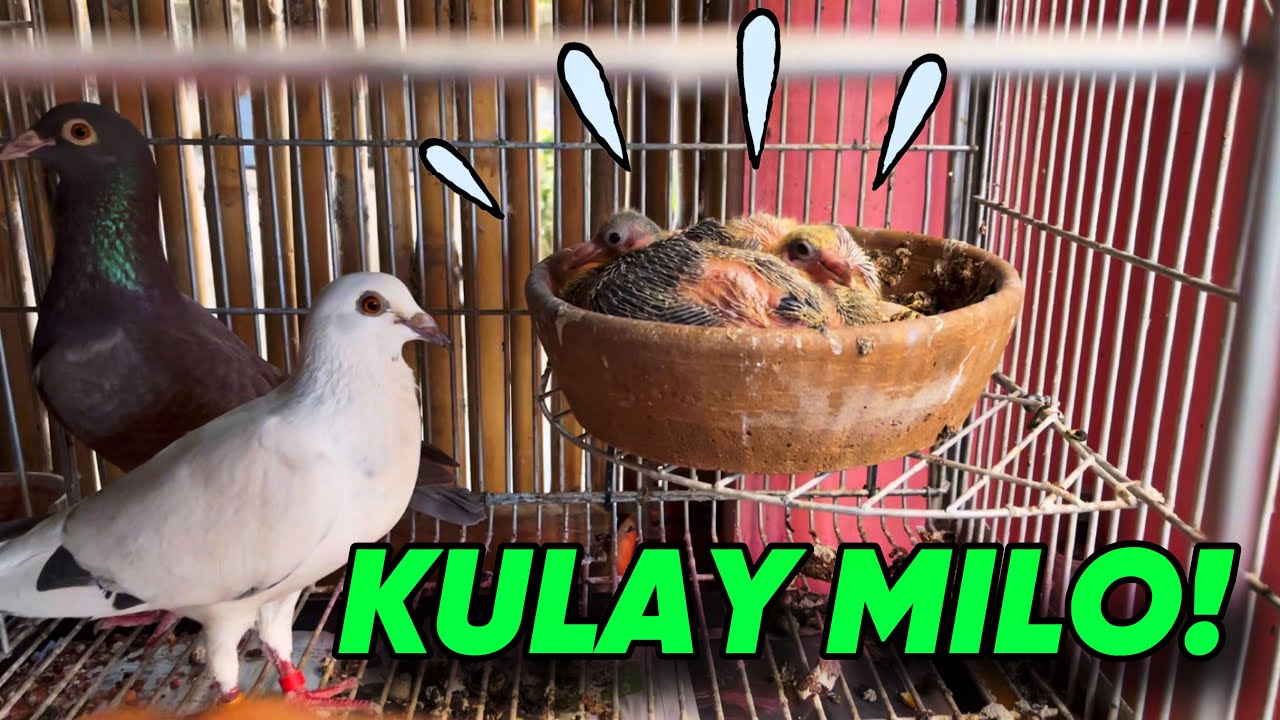 GANDA NG KULAY NG KALAPATI KO 🤣 - YouTube