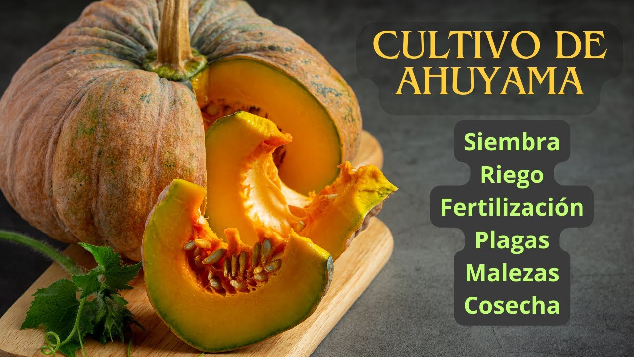 CULTIVO DE AHUYAMA: Calabaza, Zapallo, Ayote. - YouTube