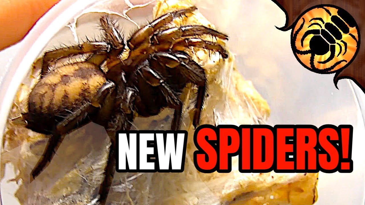 New Australian spiders! Unboxing video - YouTube