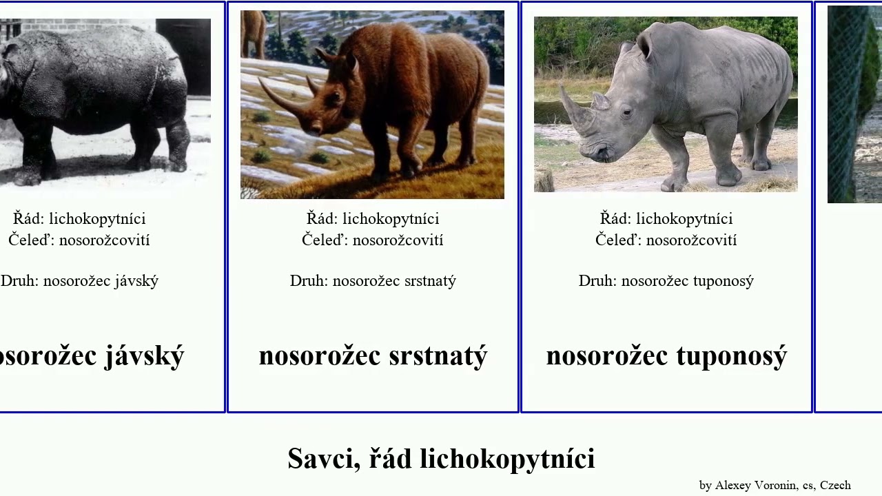 Savci, řád lichokopytníci nosorožec tapír zebra mammal ungulate osel ...