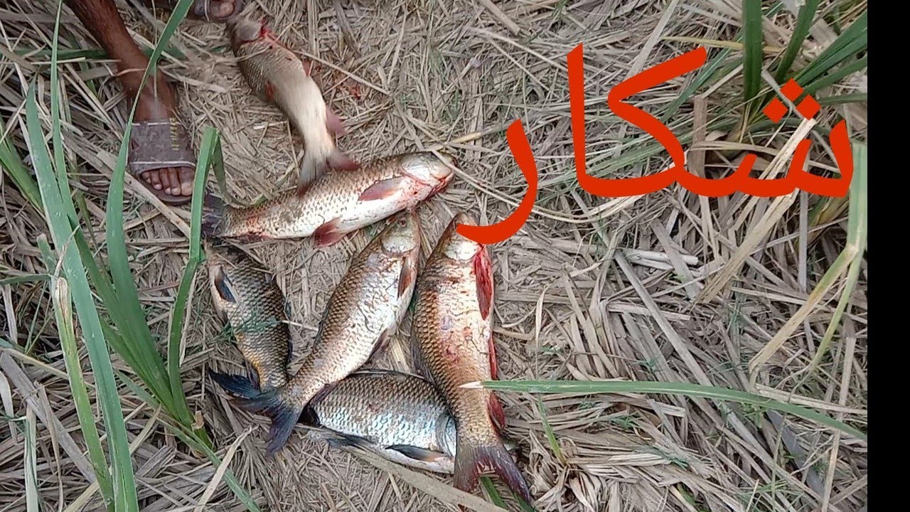 fish hunting in pakistan 2021| saqi minhas official - YouTube