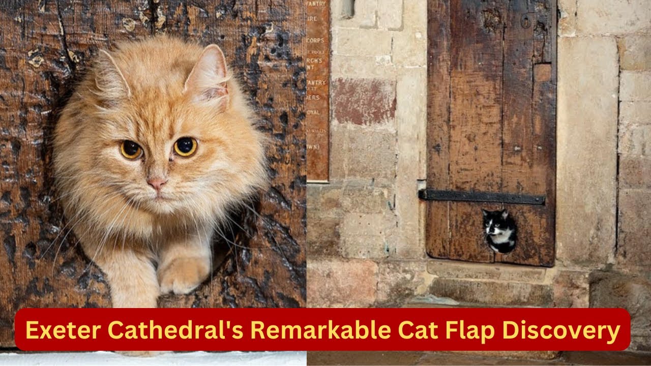 Exeter's Feline Connection: The World's Oldest Cat Door in a Cathedral ...