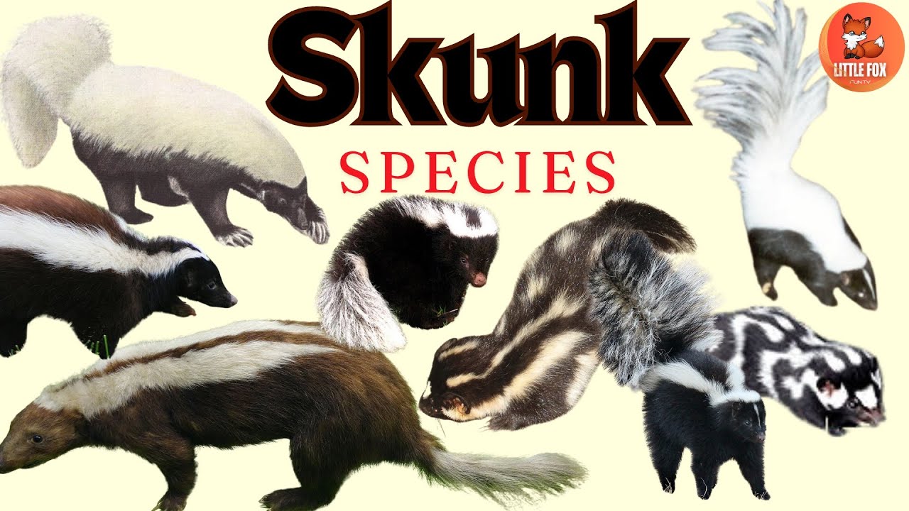 🦨 🦨 Skunk Species | Skunk Types | Skunk Names in English #kidseducation ...