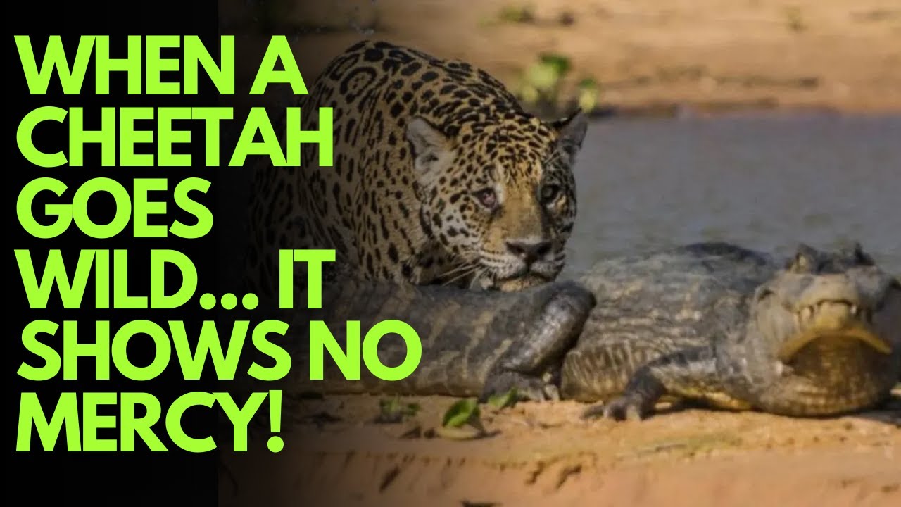 🚨When the cheetah goes wild... it shows no mercy! 🐆 Shocking ...