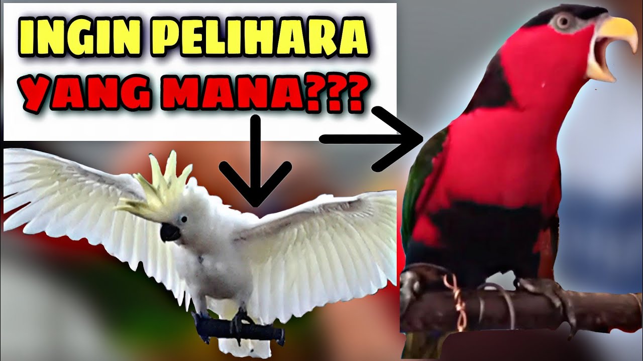 Inilah keistimewaan burung nuri kepala hitam dan kakatua jambul kuning ...