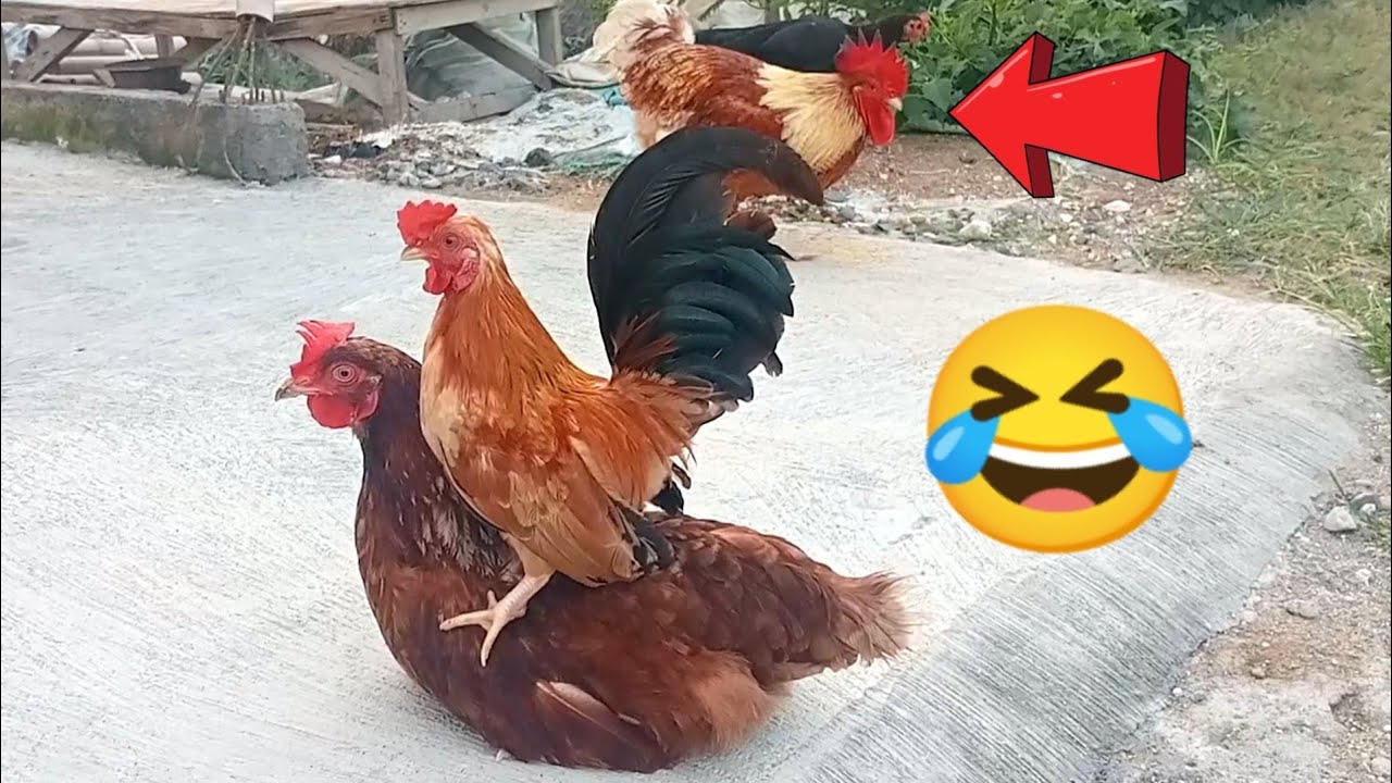 funny moment big rooster little rooster & hen 🐓🐔🐣 part 12 - YouTube