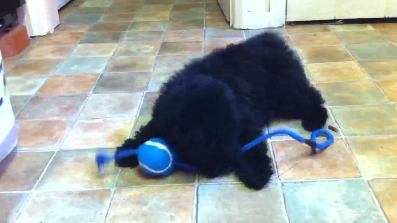 Puli puppy playing - YouTube