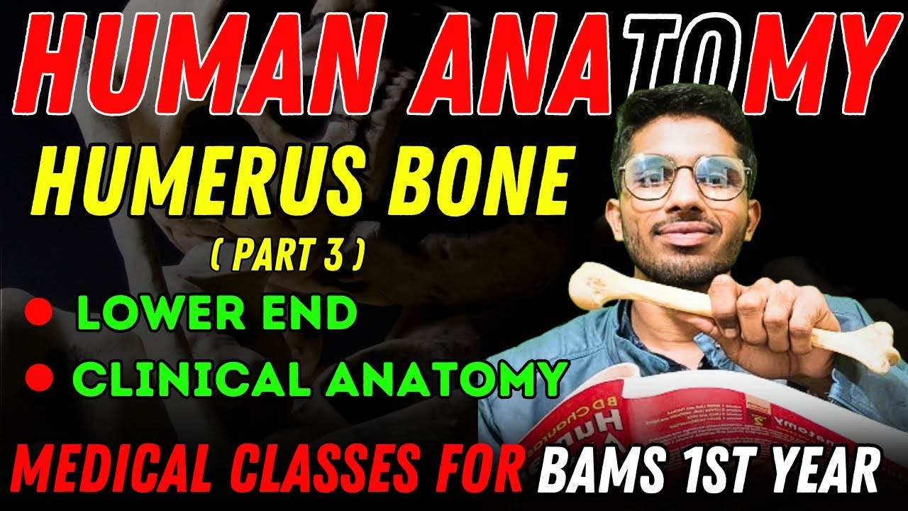 Humerus Bone - Part 3 | Anatomy of Lower end & Clinical anatomy | BAMS ...