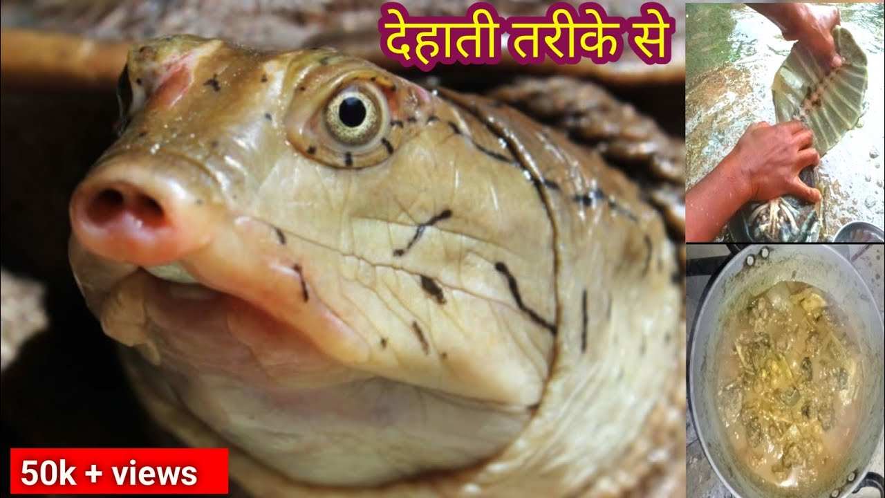 kachua ki sabji kaise banaye । turtle meat cooking। turtle meat recipe ...