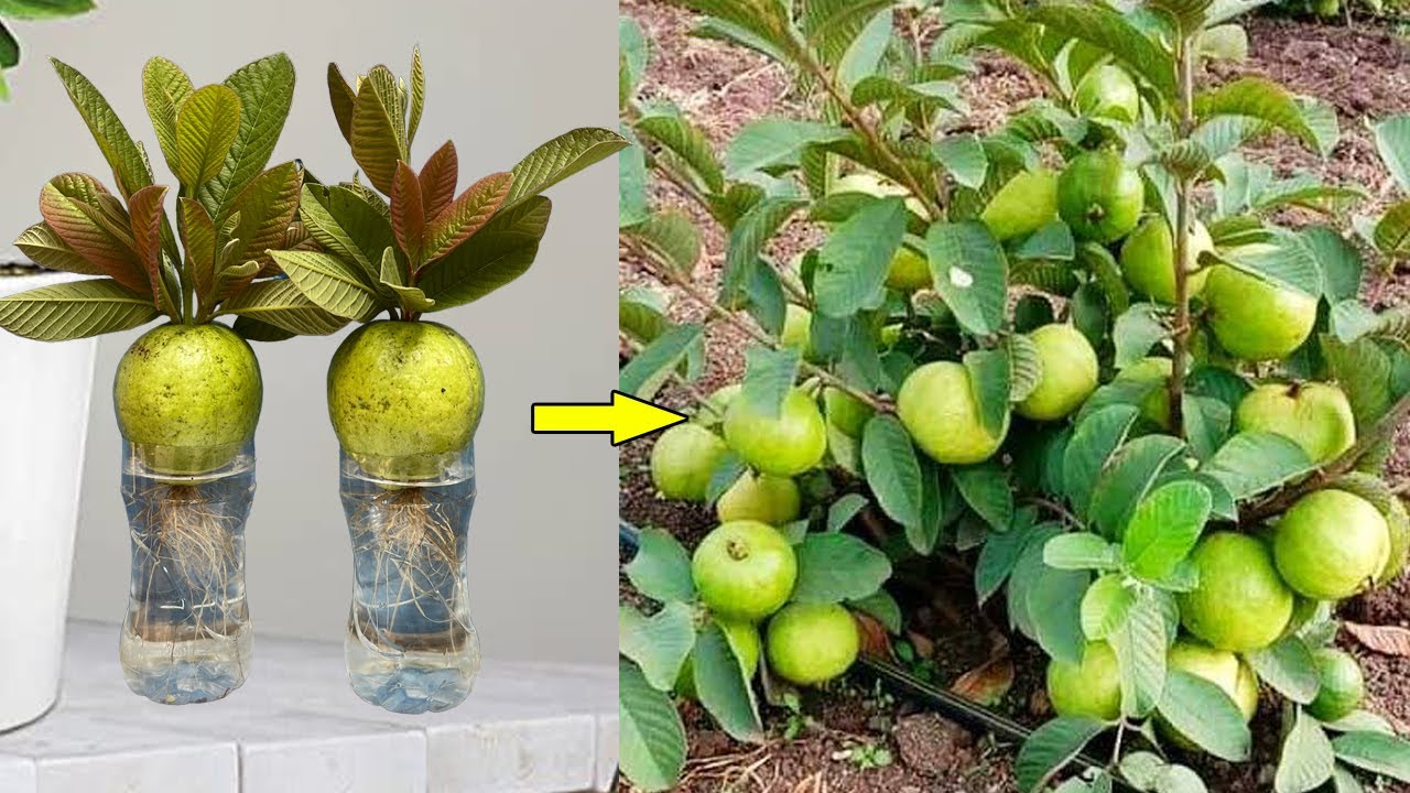 Best techniques: Growing Guava with Oranges In a water bottle For ...