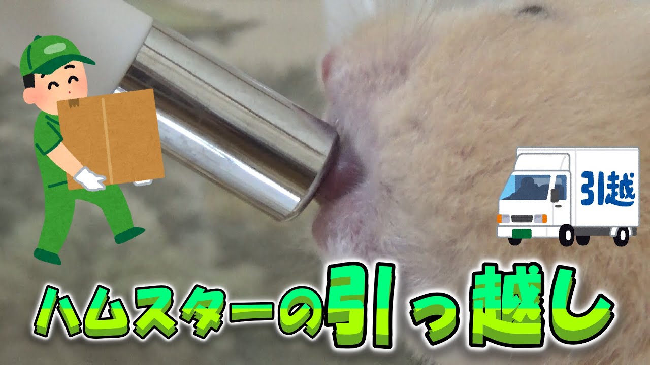 ハムスターの引っ越し Hamster Moving #かわいい #面白い #癒し #cuteanimal - YouTube