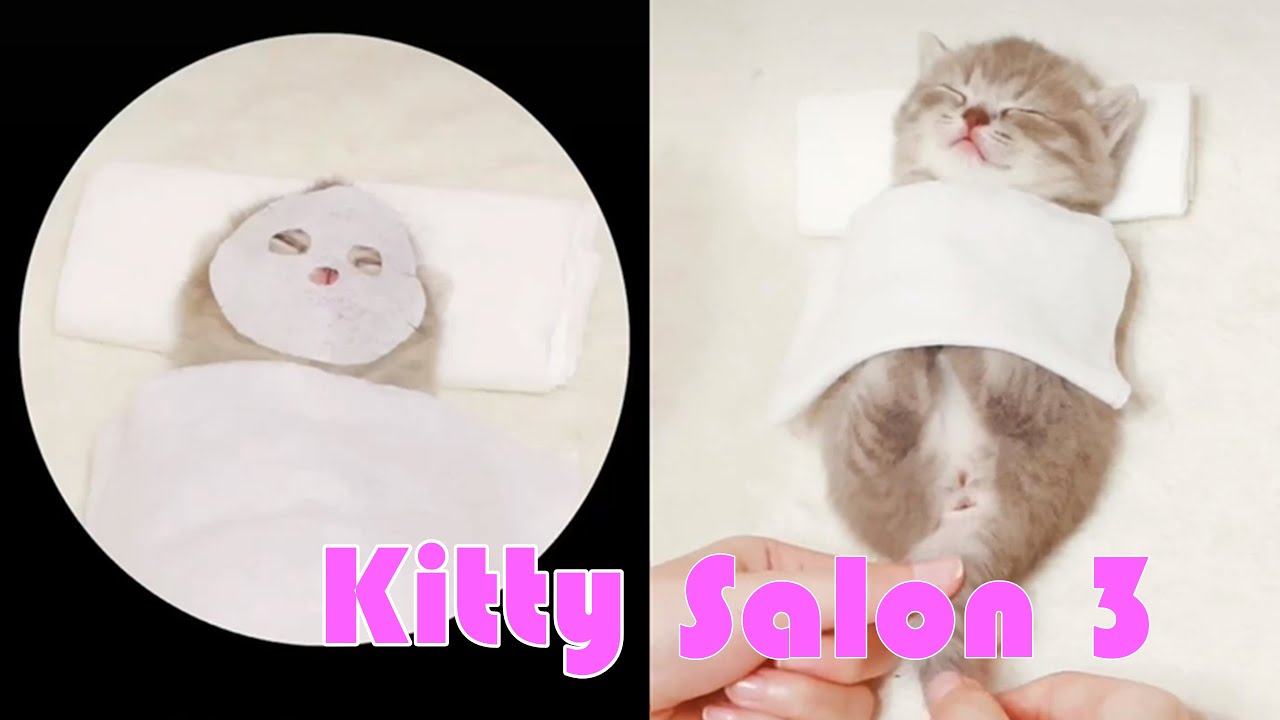 【Latest Edition】😍 Kitty Salon 3 - Super cute kitten baby cat having SPA ...