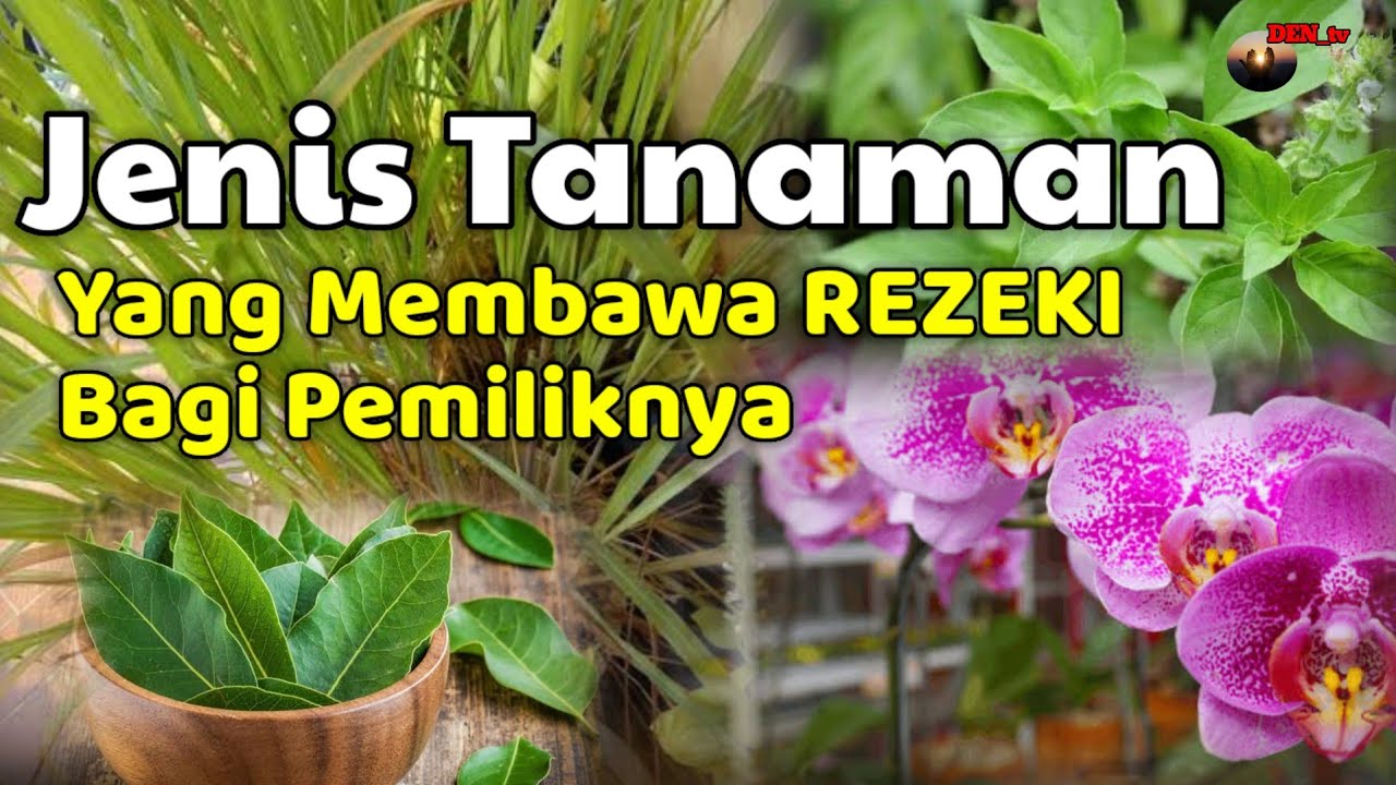 Jenis Tanaman Yang Membawa Rezeki Dan Keberuntungan || Tanaman Penarik ...