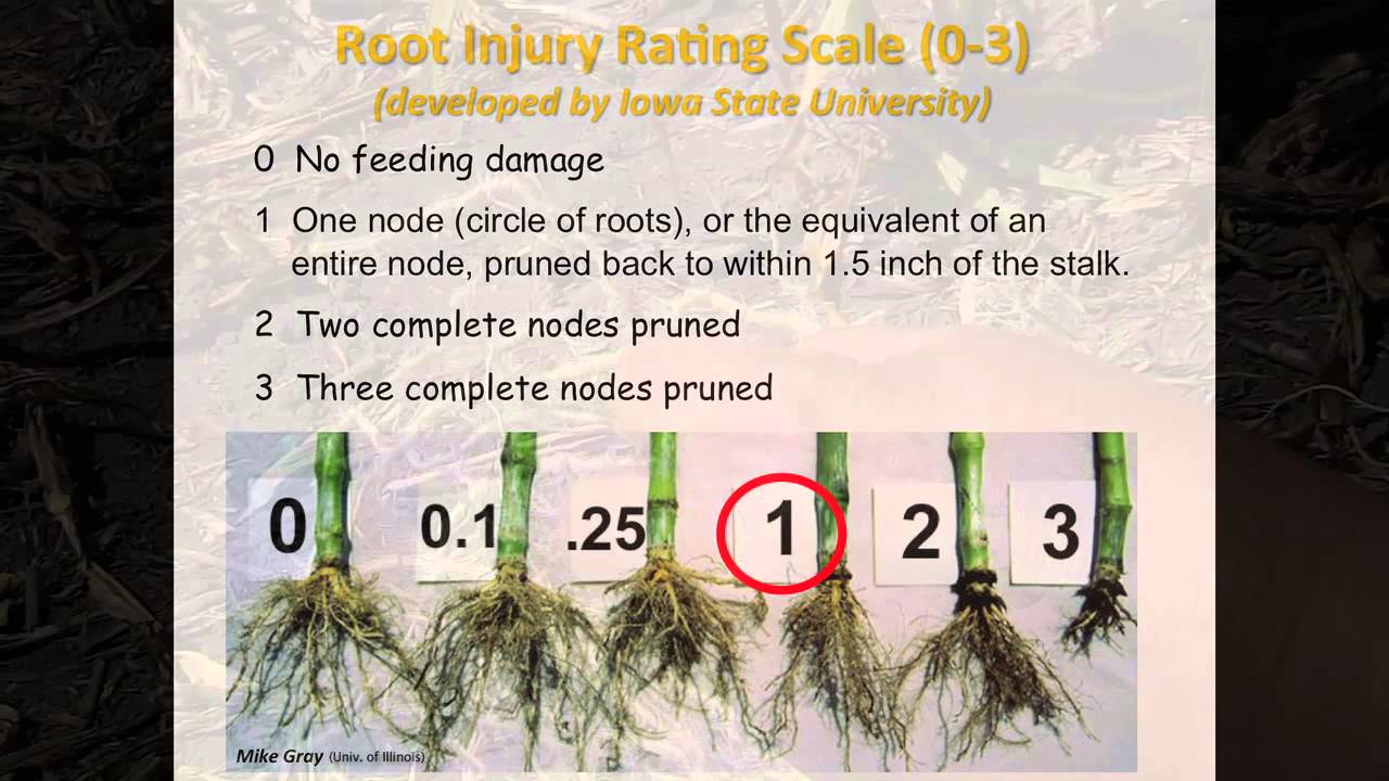 Root Assessment for Corn Rootworm Larval Feeding Injury in Field Corn ...