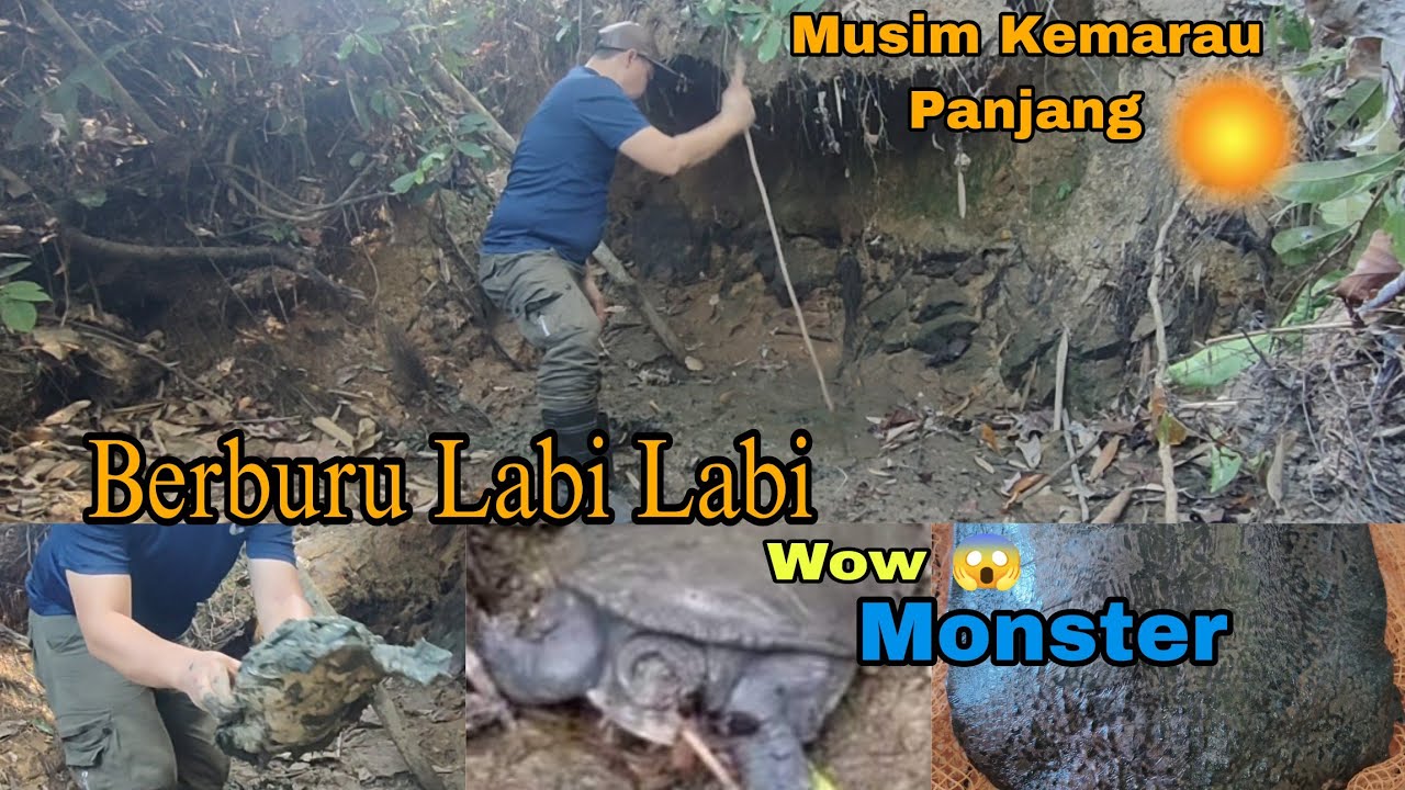 Berburu Labi Labi di Musim Kemarau Panjang - YouTube