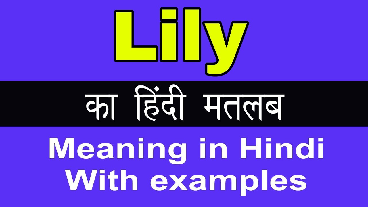 Lily Meaning In Hindi Lily Ka Kya Matlab Hota Hai YouTube