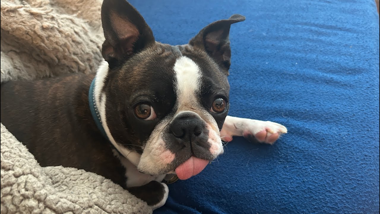 POPUP LIVE With Calvin The Boston Terrierist! We Had A RUFF Week! - YouTube