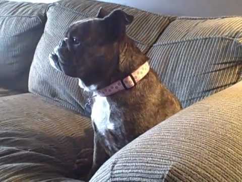 Zhora the screaming French/English Bulldog and her sidekick Voltaire ...