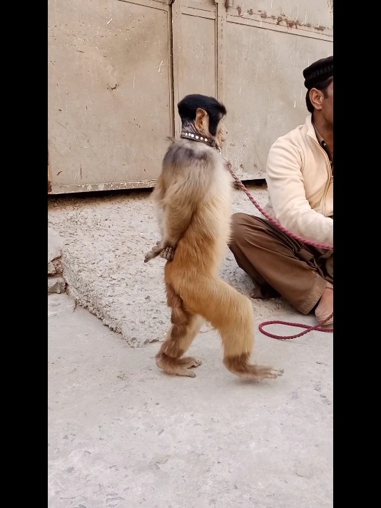 funny monkey Sidhu musa | talented monkey dancing on ajab dunyast # ...