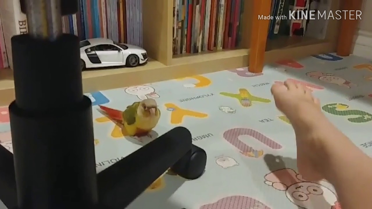 Poor parrot trying to poop - YouTube