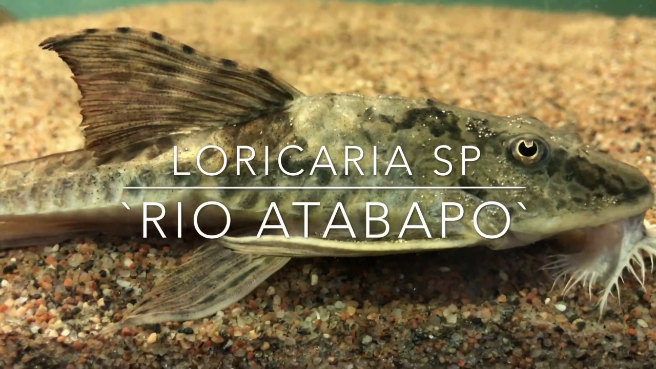 Loricaria sp. `RIO ATABAPO` Crying Whiptail - YouTube
