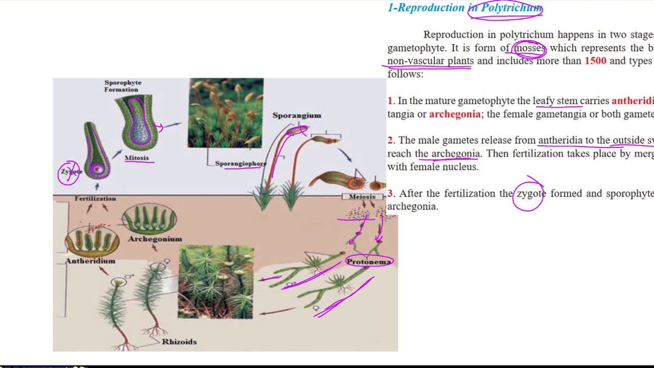 Reproduction in Mosses and Ferns - YouTube
