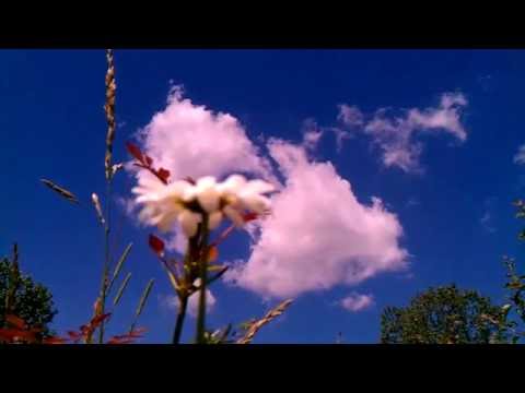 3 Seconds of Cicada Sound