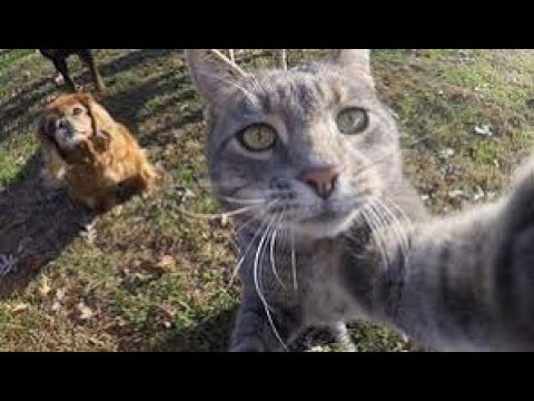 GÜLDÜREN KOMİK HAYVANLAR