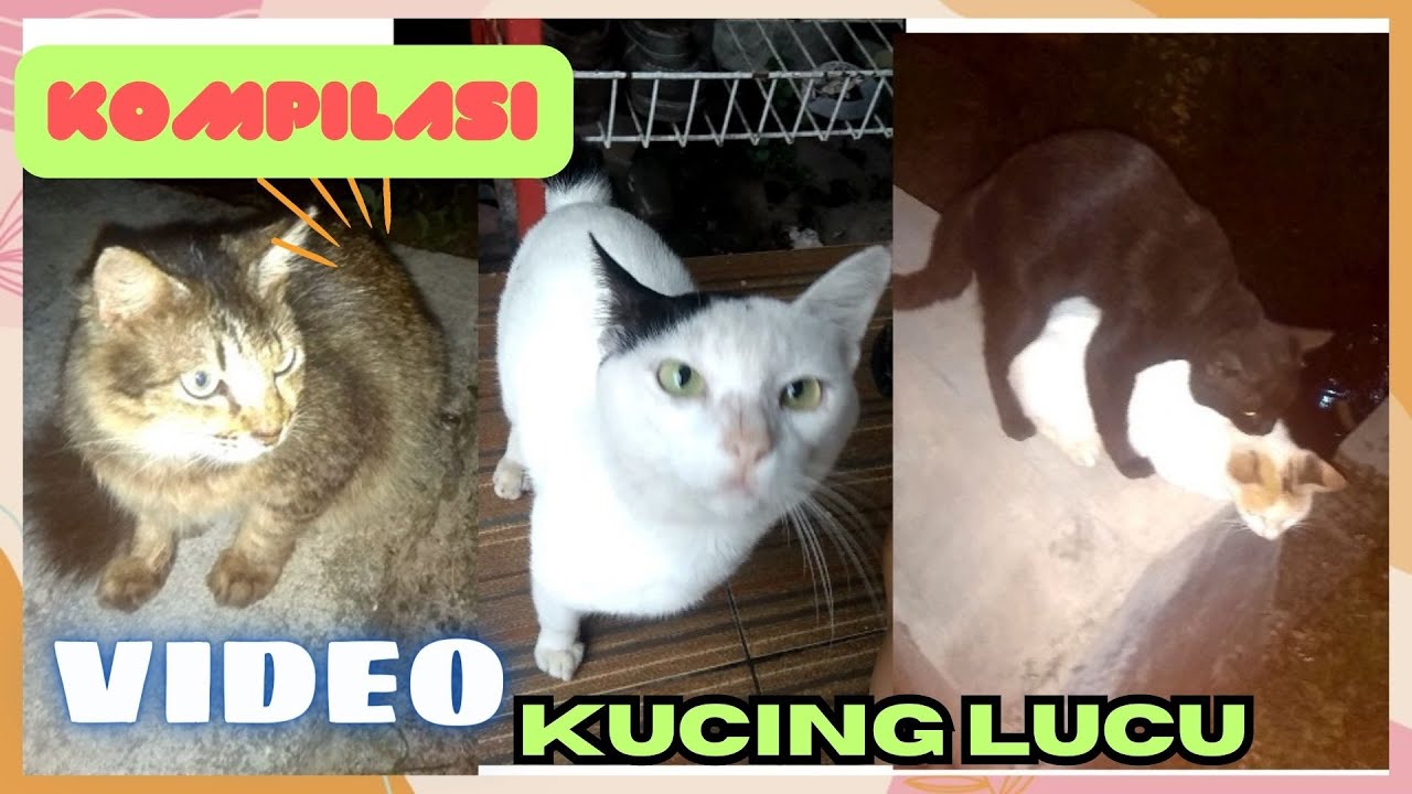Kompilasi Video Kucing Lucu Episode 6 - YouTube