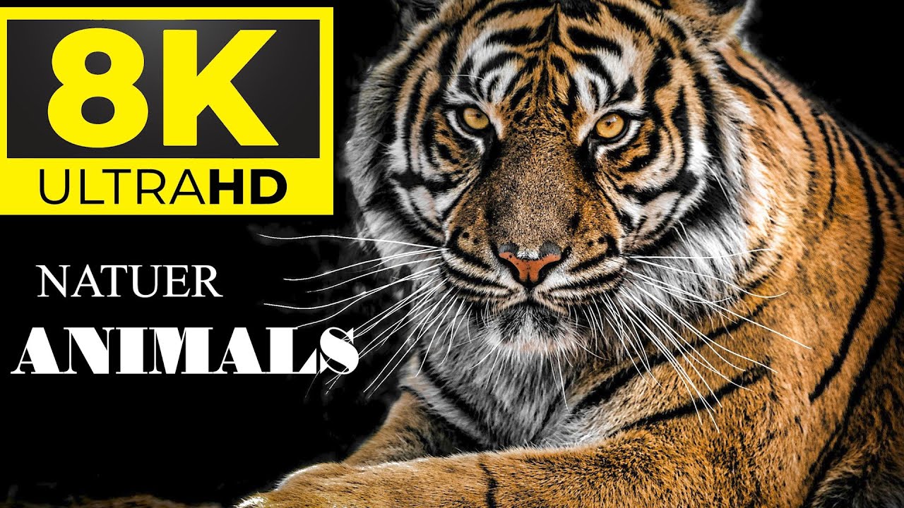 Amazon Rainforest Wildlife in 8K ULTRA HD | Relaxing Nature Sounds ...