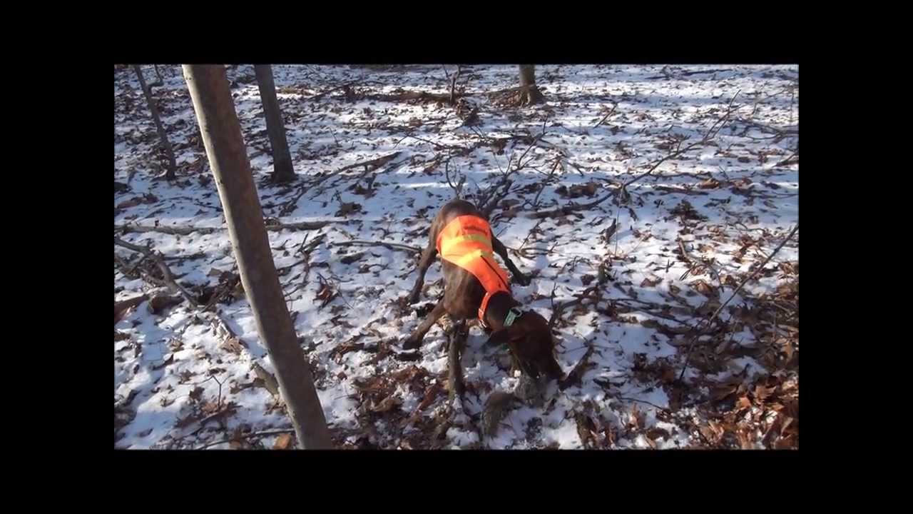 Keystone Outdoors - 2013 Mountain Cur Squirrel Hunt - YouTube