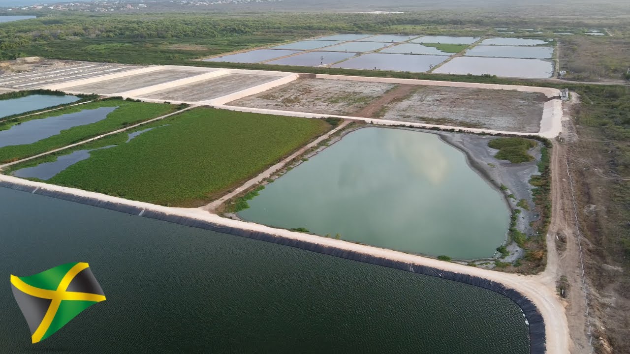 CROCODILE in Greater Portmore Sewage Ponds, St. Catherine, Jamaica ...