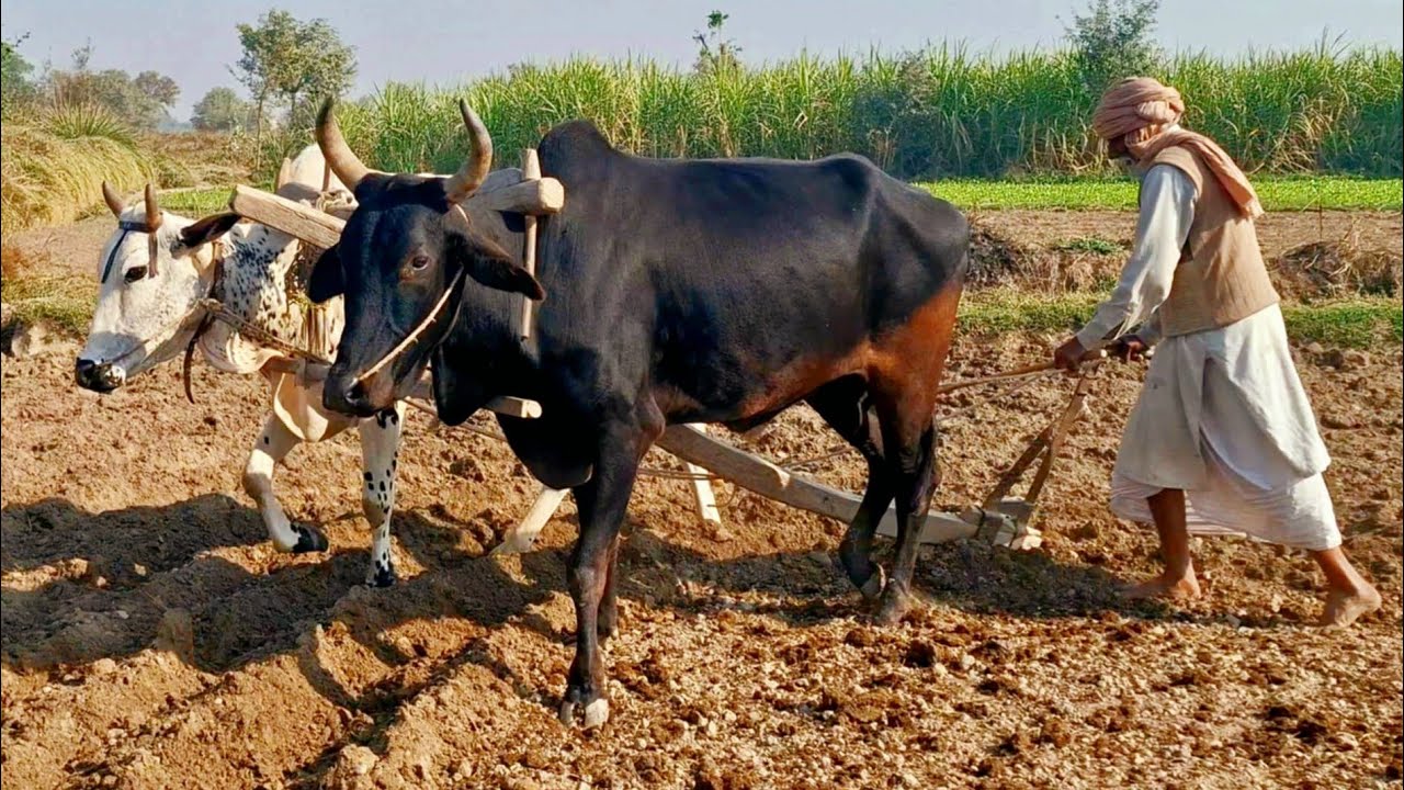 Bull powered radger operating in the field | Bulls daily routine in ...