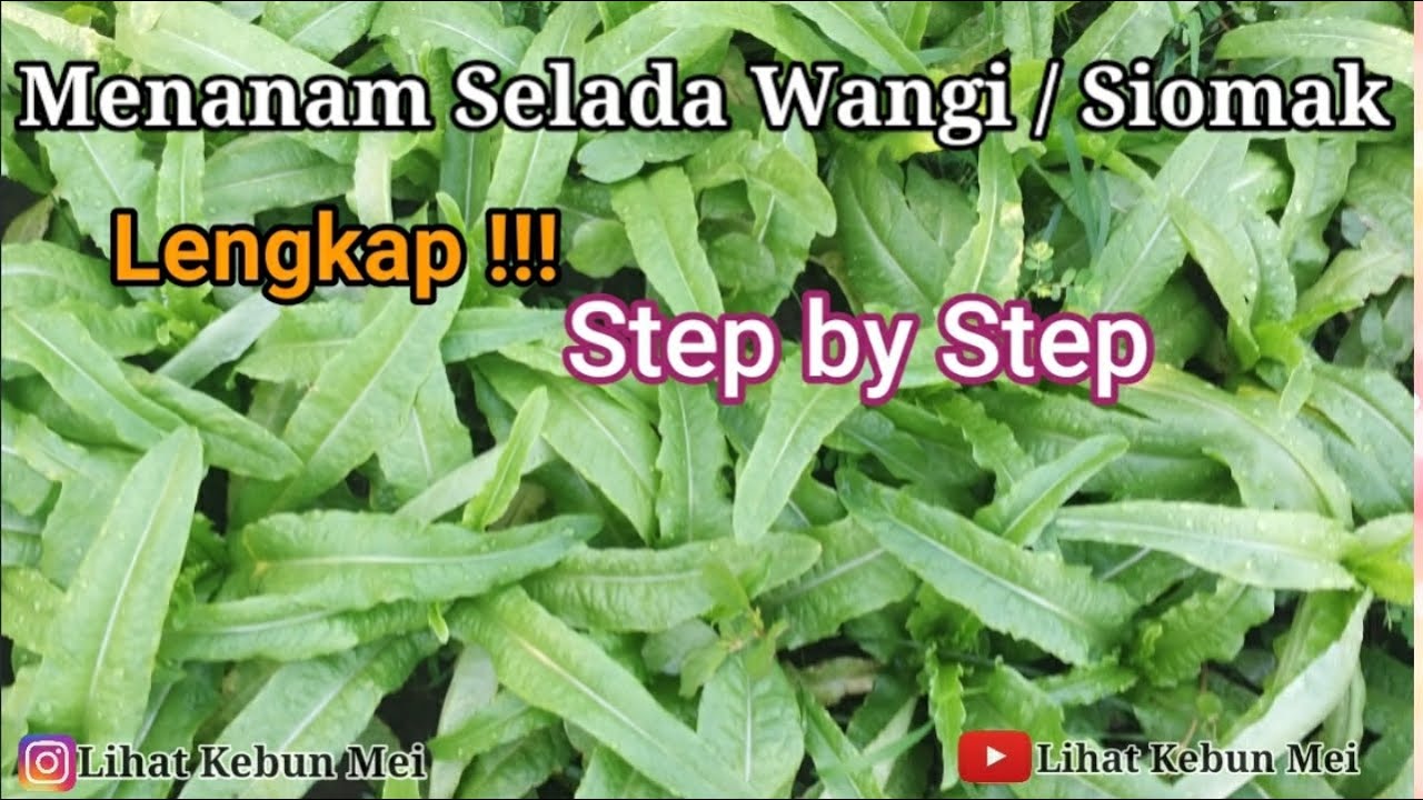 Menanam selada wangi Siomak lengkap by Lihat Kebun Mei - YouTube