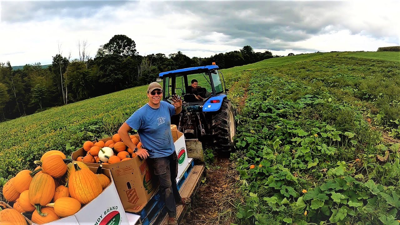 Fall harvest is here - YouTube