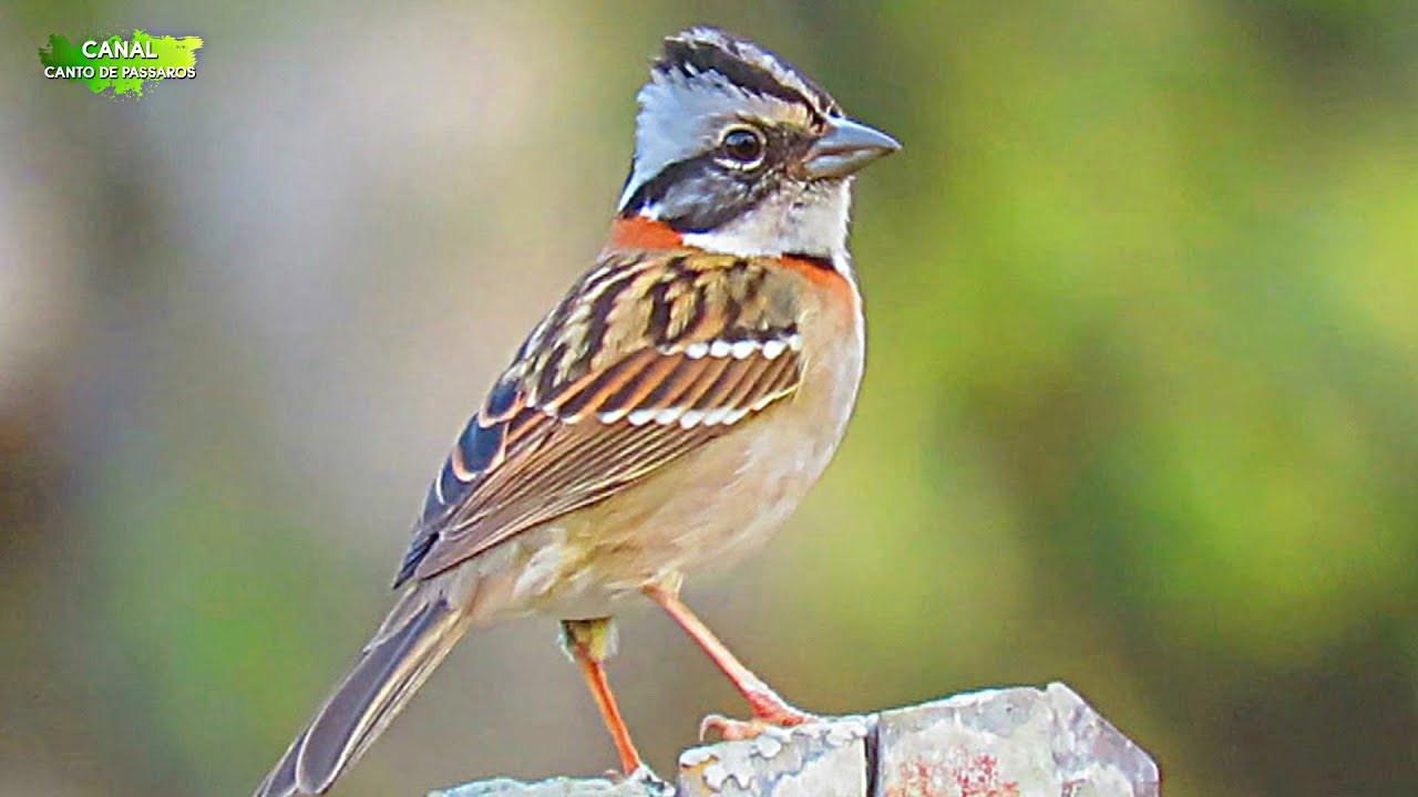 A BELEZA DO TICO TICO EM SEU HABITAT NATURAL - YouTube