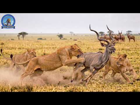 LEOAS AFRICANAS – As Caçadas Mais Brutais da Savana | Documentário de Vida Selvagem