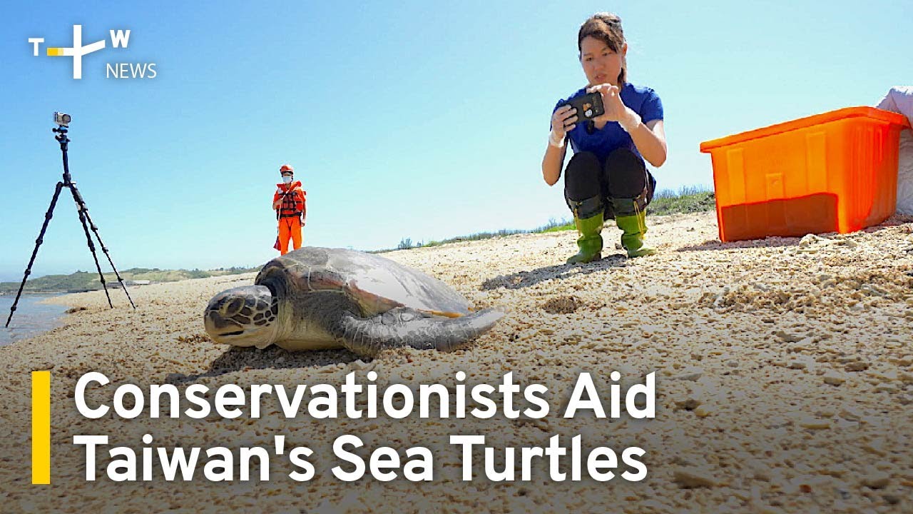 Conservationists Aid Taiwan's Sea Turtles | TaiwanPlus News - YouTube
