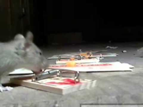 Rat Cam - YouTube
