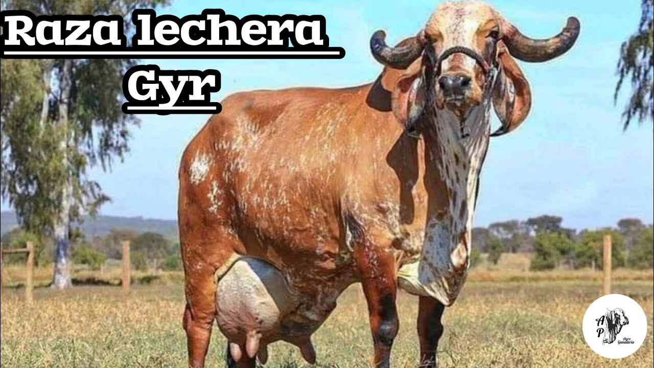 Raza de ganado lechero Gyr | Origen, Producción lechera, uso doble ...