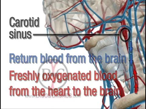 Neck blood choke, blood flow to brain - YouTube