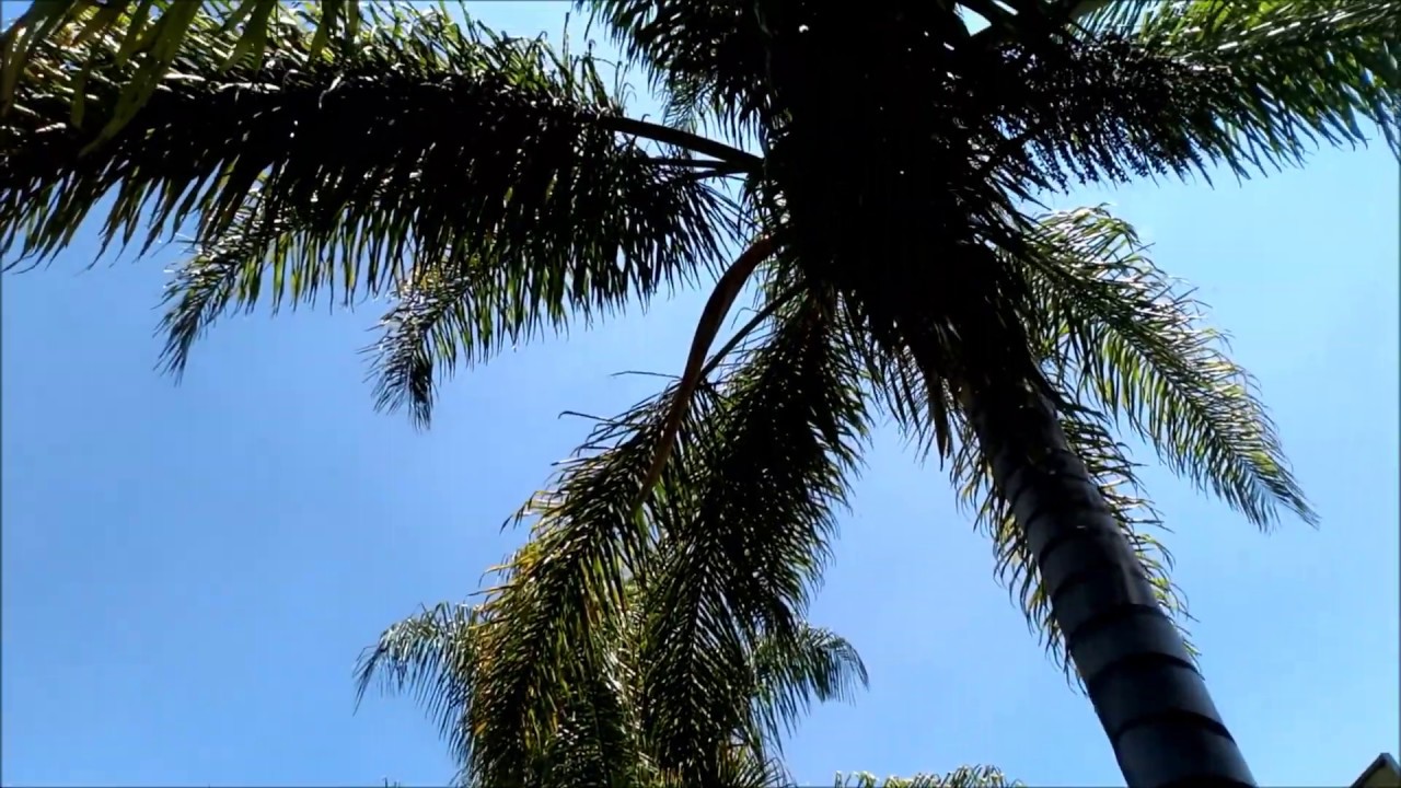 balneario el paraíso, en Santa Rita, Jalisco, Mexico - YouTube