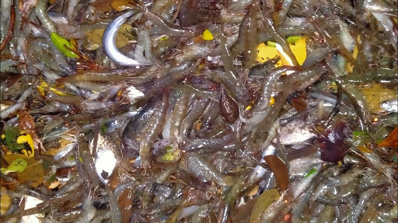 Vlog#249 | mabisang panghuli Ng hipong suahe Ang sudsod #howtocatch # ...