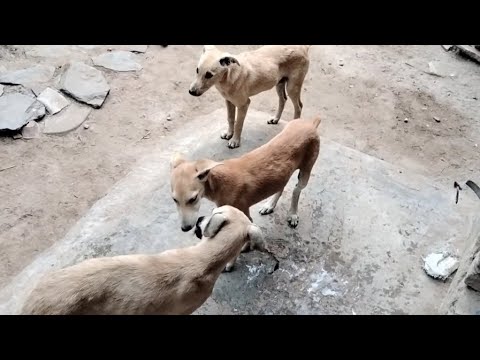 Desi dogs family 💞🐕🐶 | Desi dogs love 💕 | Desi dogs - YouTube