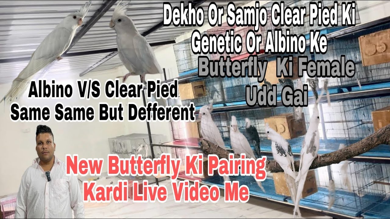 Cockatiel Ki Pairing Live /Difference Between Albino & Clear Pied ...
