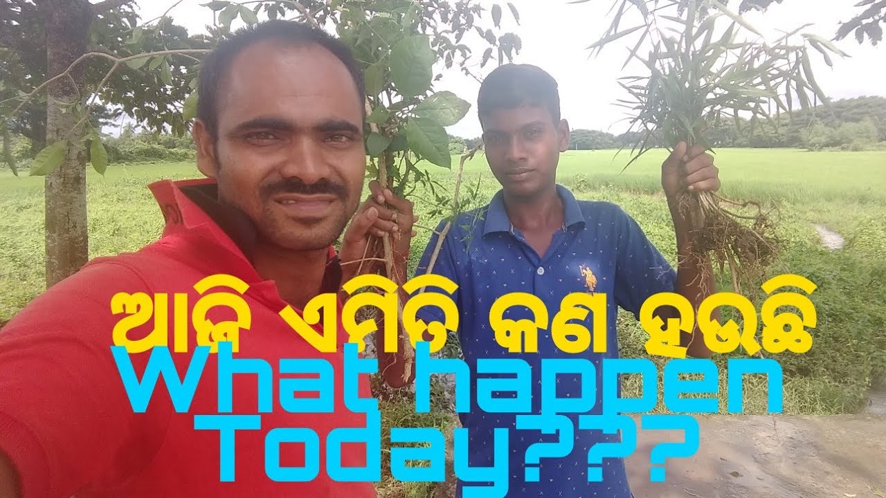 How we Tree planted @ brukhya ropan by village boy bitu - YouTube