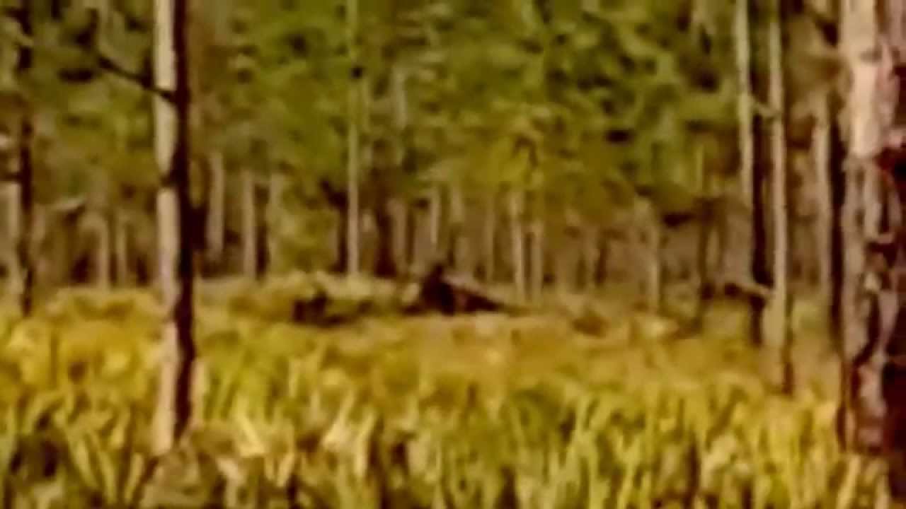 Enhancement of a Possible Bigfoot Shaking a Tree in Florida #bigfoot # ...