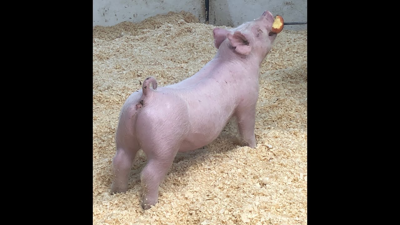 39-5 Cross Gilt - YouTube