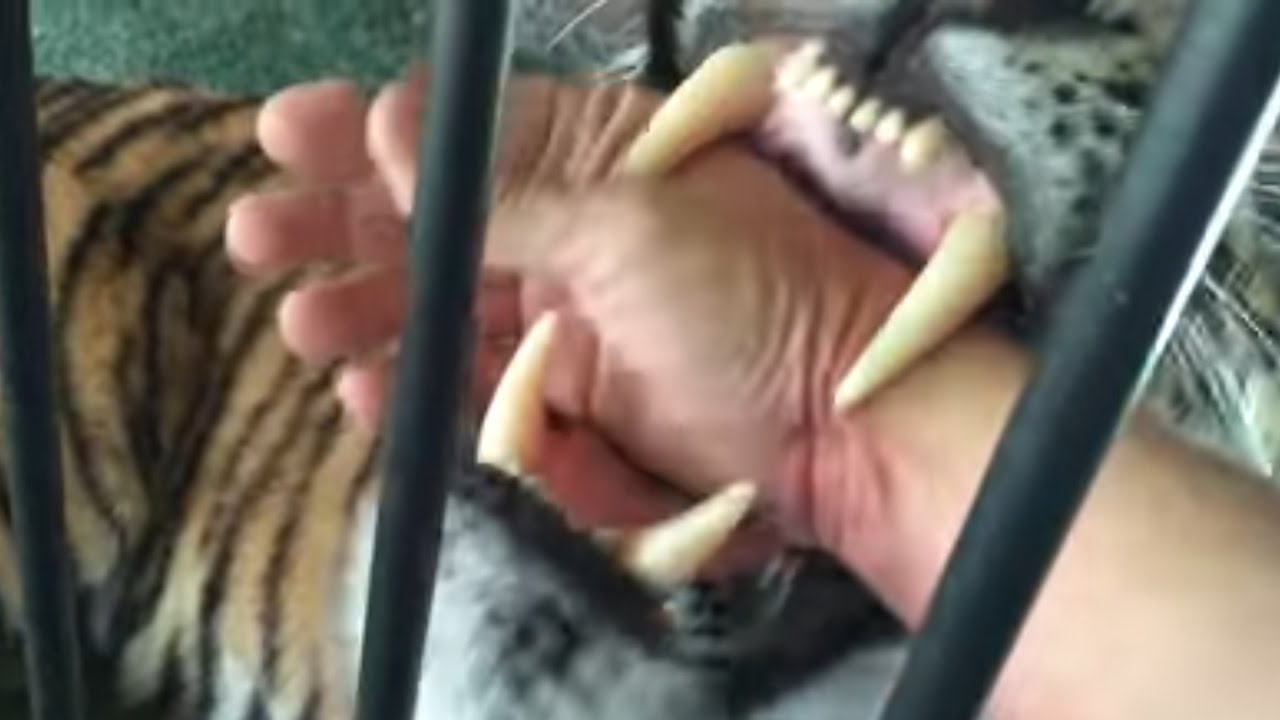 Tiger bite hand ! - YouTube